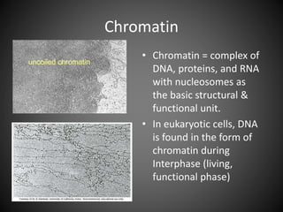 Dna to chromosomes | PPT