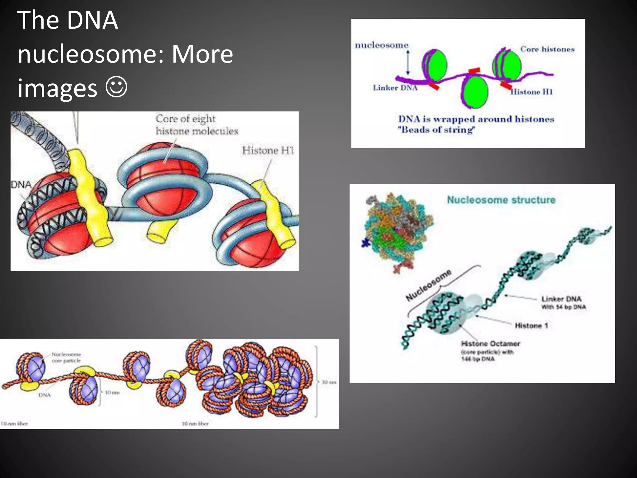 Dna to chromosomes | PPT