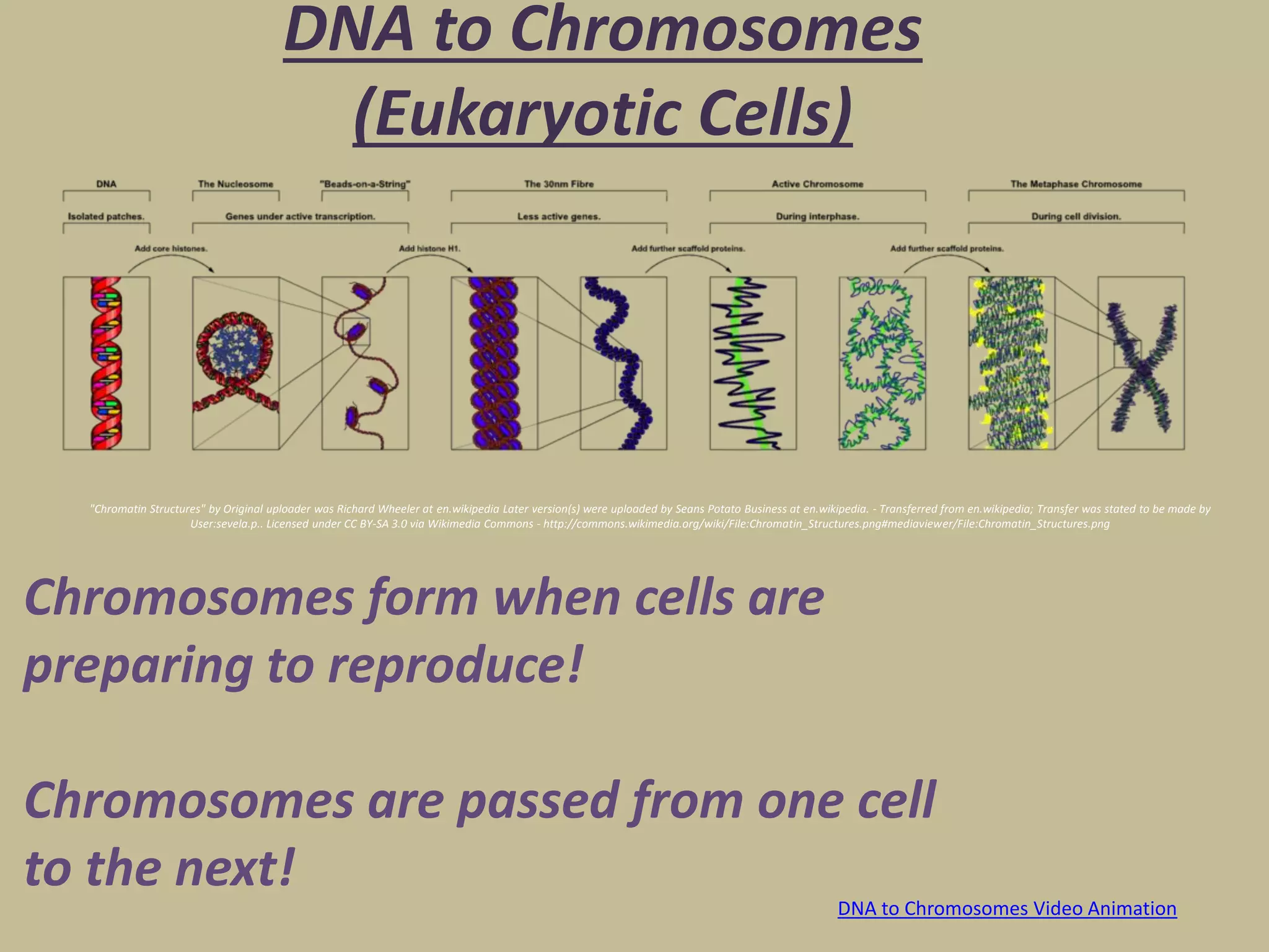 Dna to chromosomes | PPT
