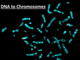 Dna to chromosomes | PPTX