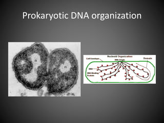 Dna to chromosomes | PPT
