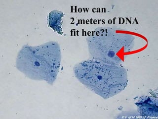 Dna to chromosomes | PPT