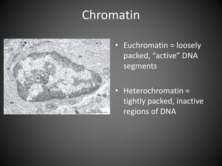 Dna to chromosomes | PPT