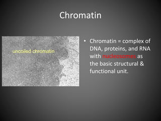 Dna to chromosomes | PPT