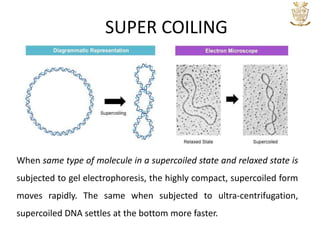 DNA TOPOLOGY | PPTX