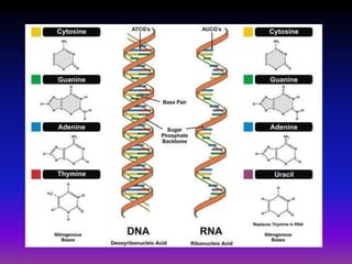 Dna topology | PPTX