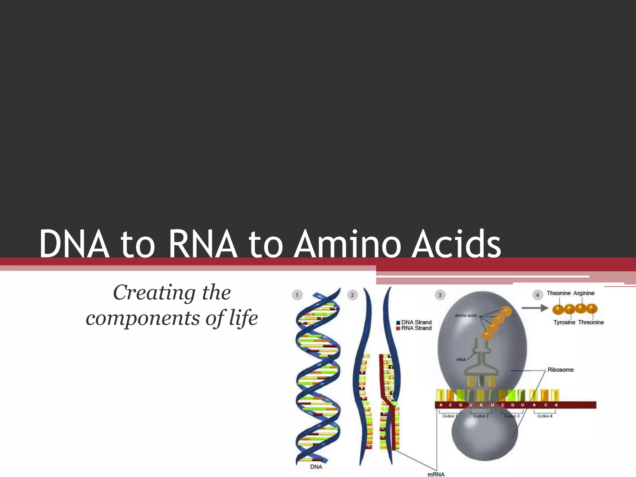 Dna to rna to amino acids | PPTX
