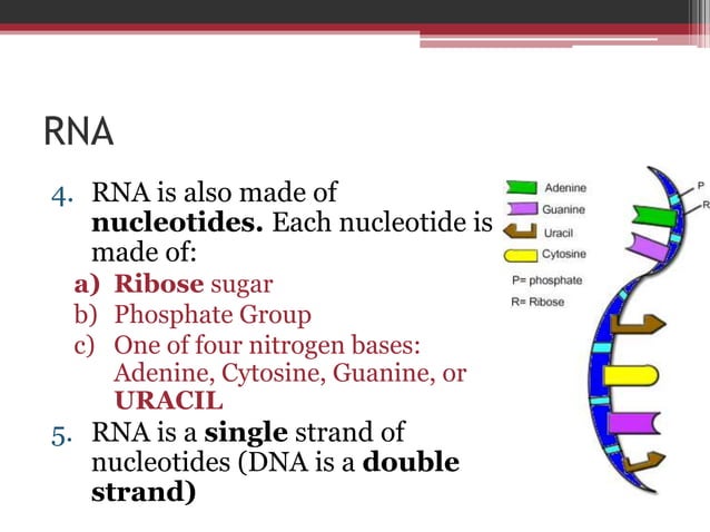 Dna to rna to amino acids | PPTX | Chemistry | Science