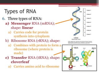 Dna to rna to amino acids | PPTX | Chemistry | Science
