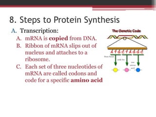 Dna to rna to amino acids | PPTX