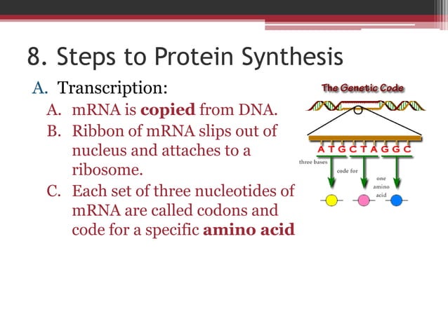 Dna to rna to amino acids | PPTX | Chemistry | Science