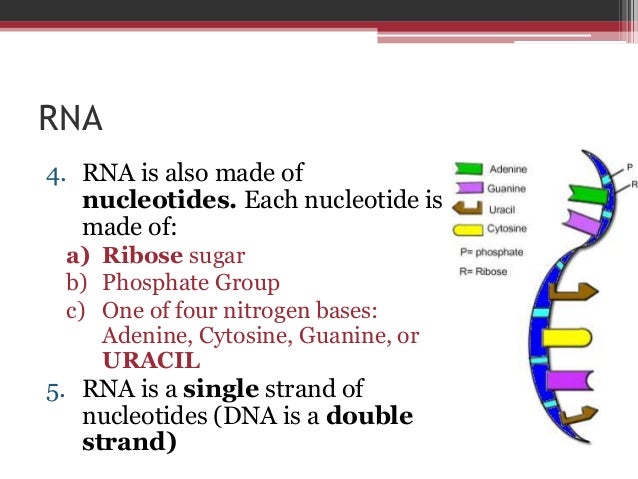 Dna to rna to amino acids