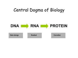 Dna to rna to protein central dogma | PDF