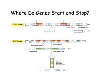 Dna to rna to protein central dogma | PDF