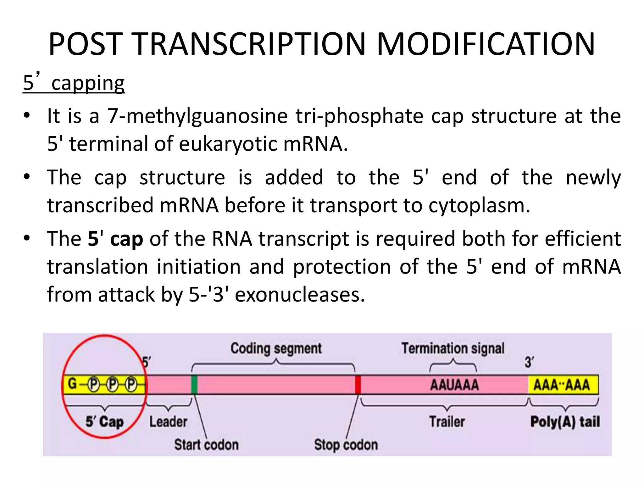 DNA Transcription (Pharmaceutical Biotechnology) | PPTX