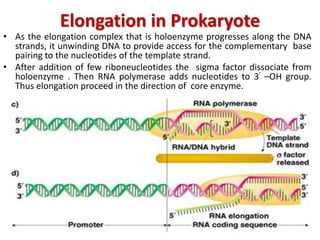 DNA Transcription (Pharmaceutical Biotechnology) | PPTX
