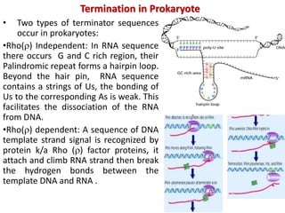 DNA Transcription (Pharmaceutical Biotechnology) | PPTX