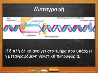 Μεταγραφή του DNA | PPT