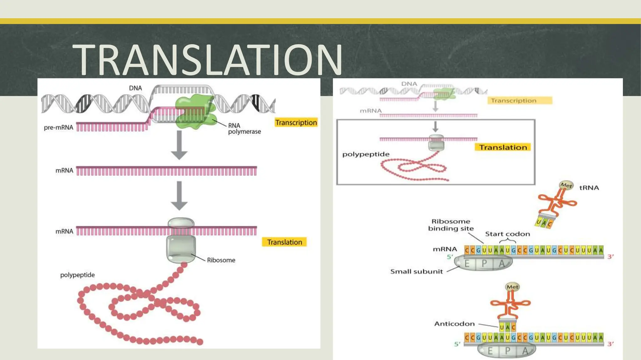 DNA TRANSCRIPTION GRADE 10 SCIENCE..pptx