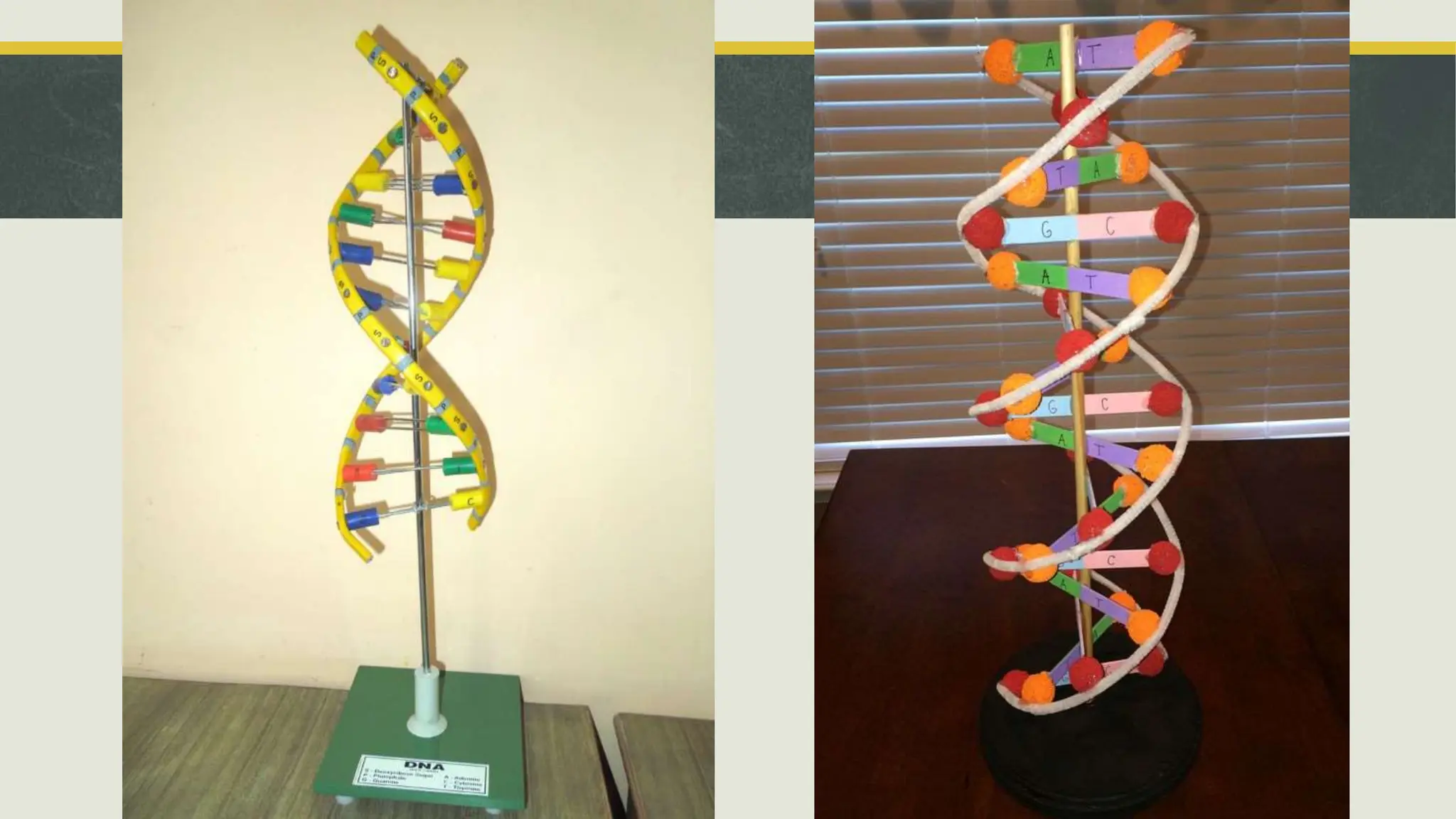 DNA TRANSCRIPTION GRADE 10 SCIENCE..pptx