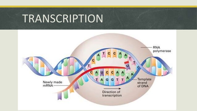 DNA TRANSCRIPTION GRADE 10 SCIENCE..pptx