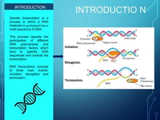 DNA TRANSCRIPTION | PPT