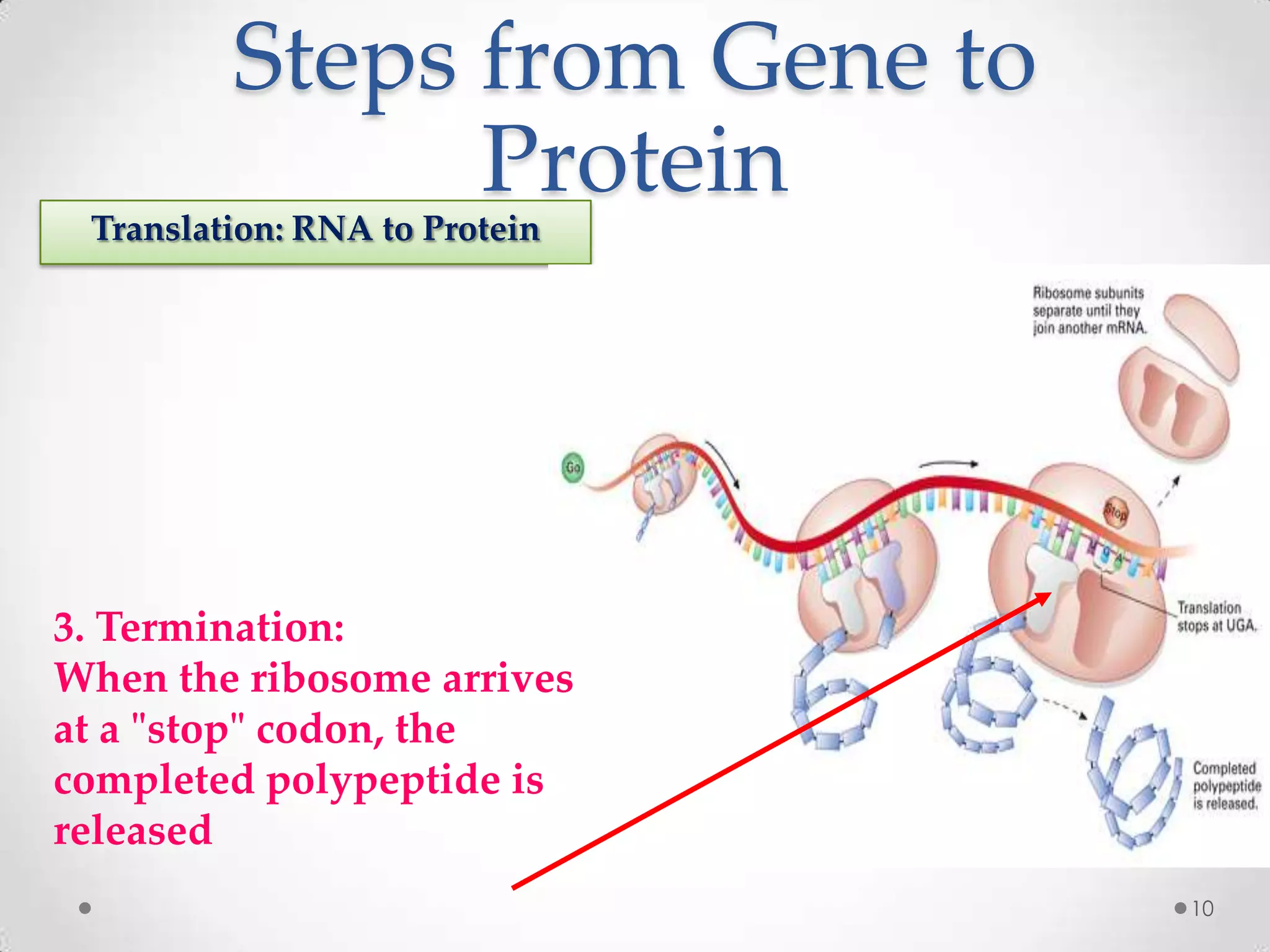 Dna transcription and translation (10th grade) | PPTX