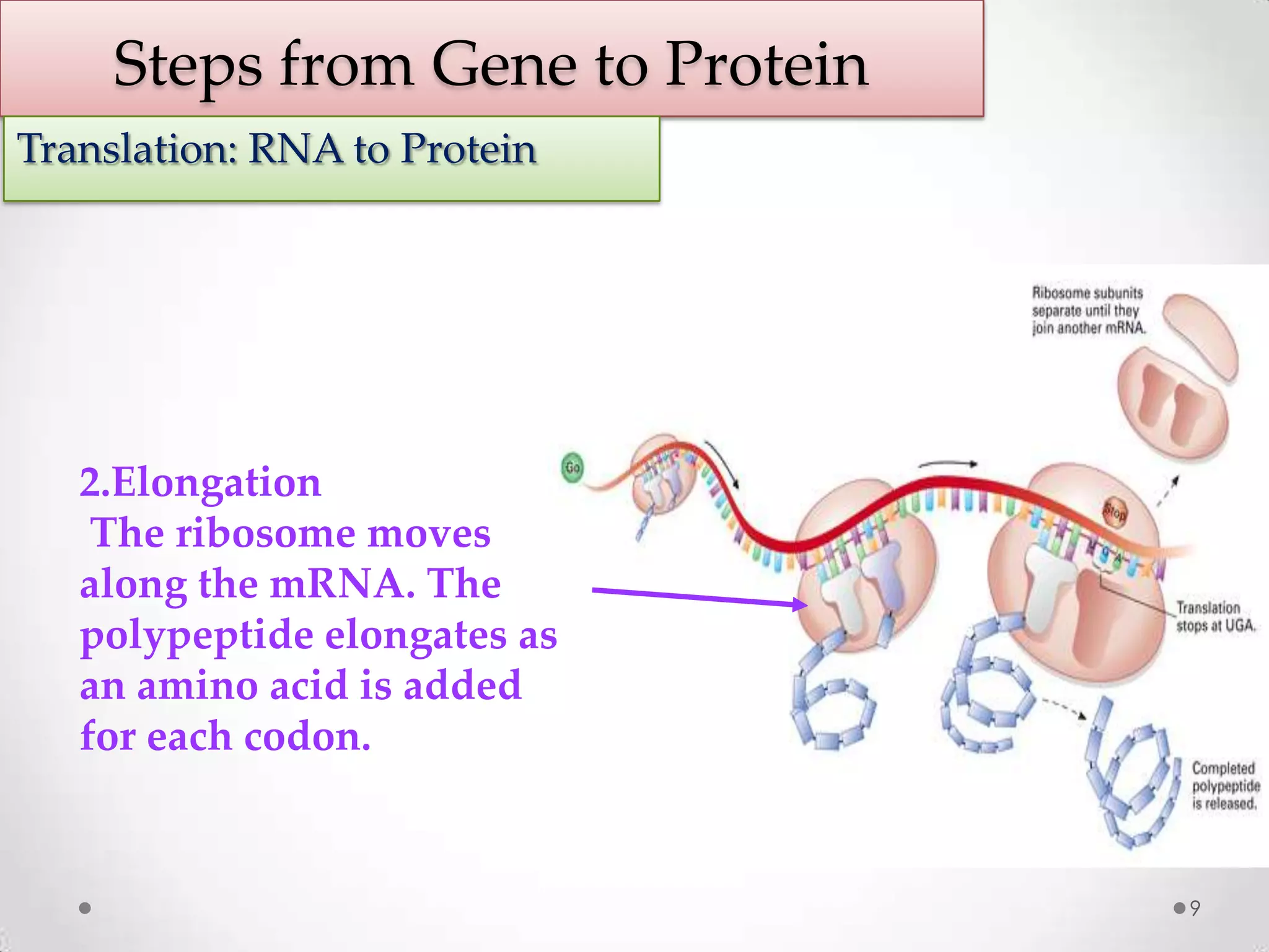 Dna transcription and translation (10th grade) | PPTX