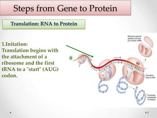Dna transcription and translation (10th grade) | PPTX