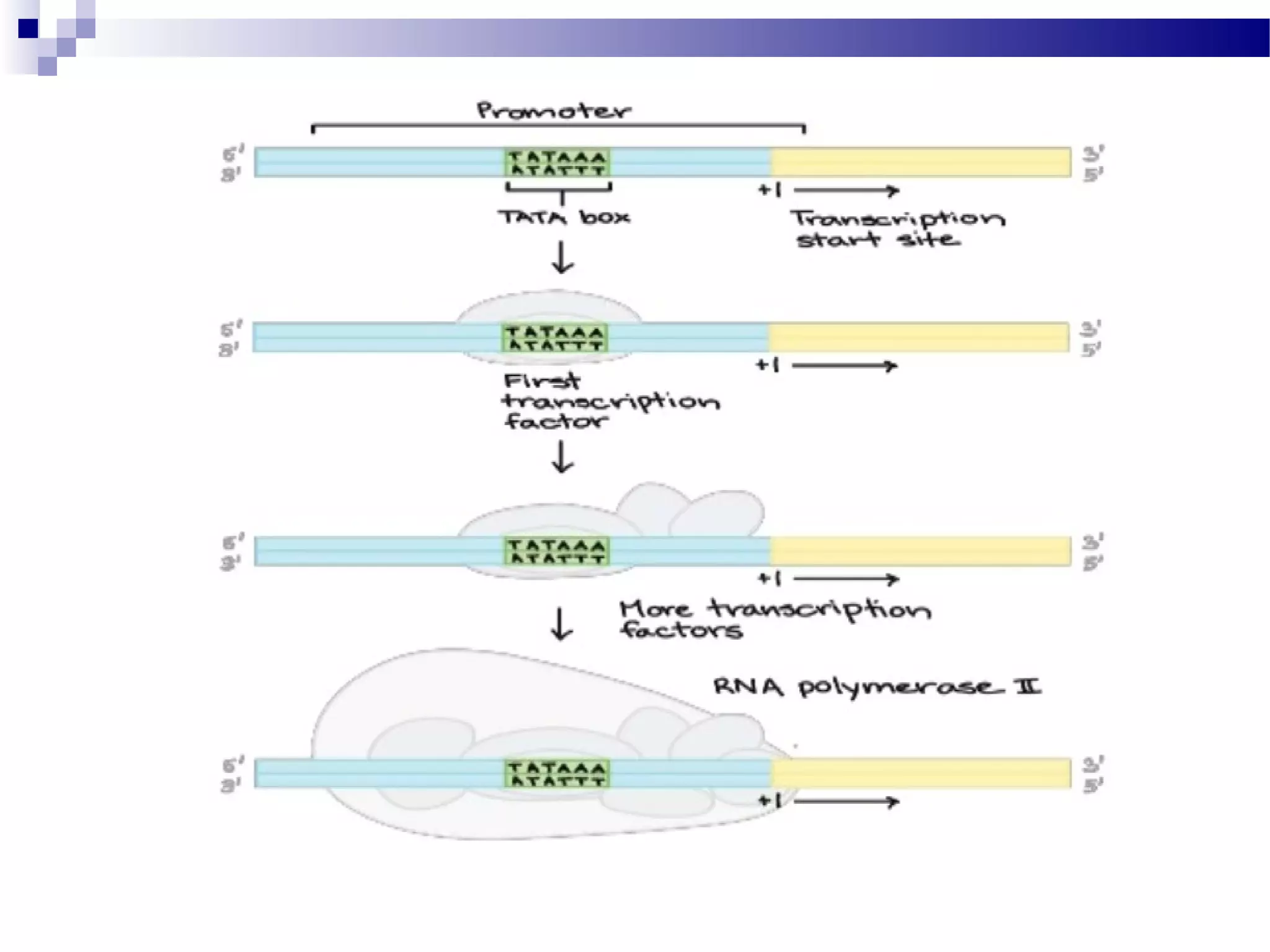 DNA transcription & Post Transcriptional Modification | PPT