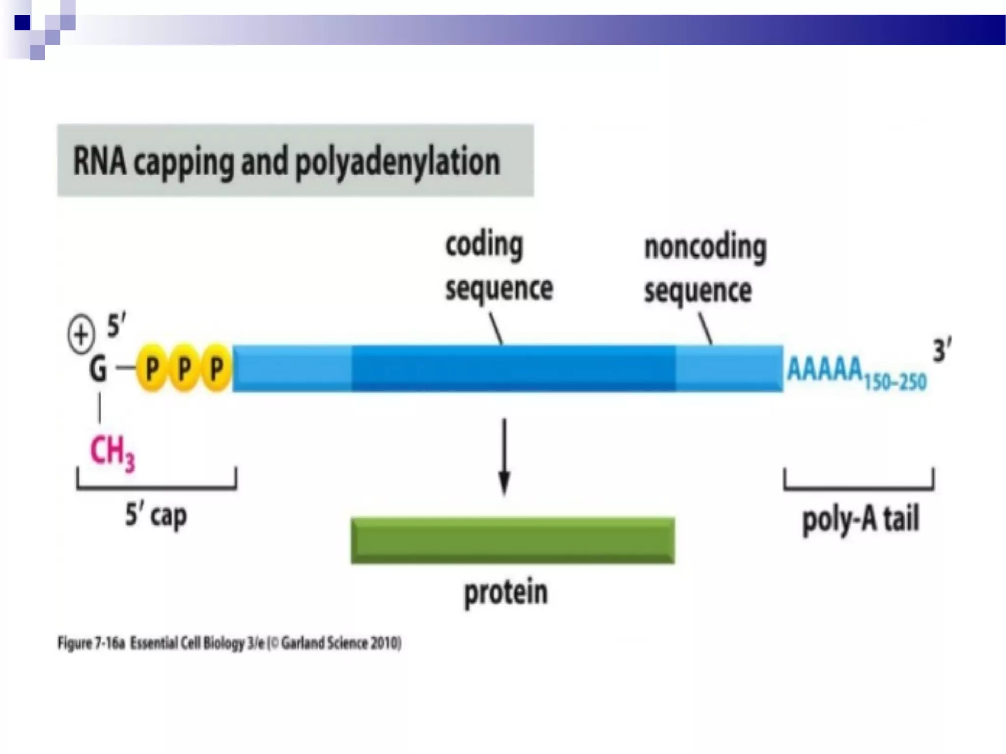 DNA transcription & Post Transcriptional Modification | PPT