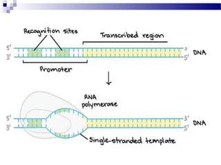 DNA transcription & Post Transcriptional Modification | PPT