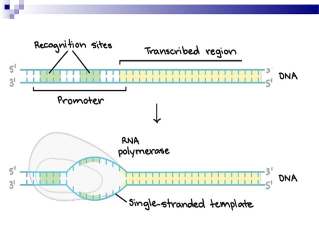 DNA transcription & Post Transcriptional Modification | PPT ...