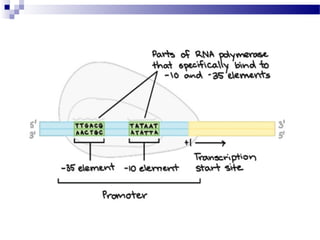 DNA transcription & Post Transcriptional Modification | PPT