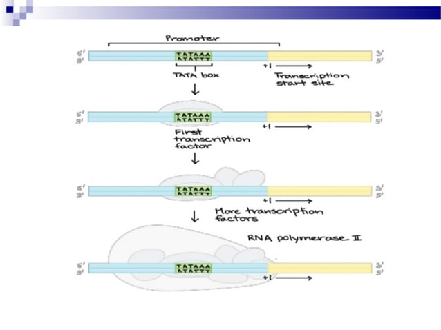 DNA transcription & Post Transcriptional Modification | PPT | Biological Sciences | Science