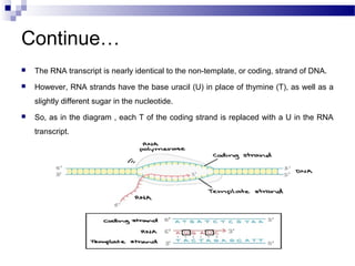 DNA transcription & Post Transcriptional Modification | PPT