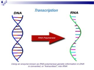 DNA transcription & Post Transcriptional Modification | PPT