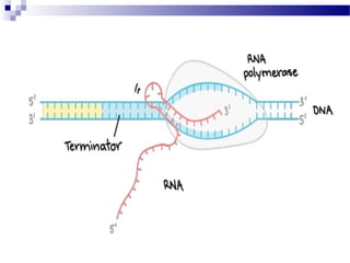 DNA transcription & Post Transcriptional Modification | PPT