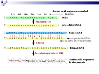 DNA transcription & Post Transcriptional Modification | PPT