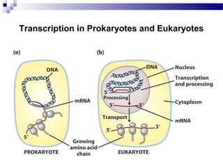 DNA transcription & Post Transcriptional Modification | PPT