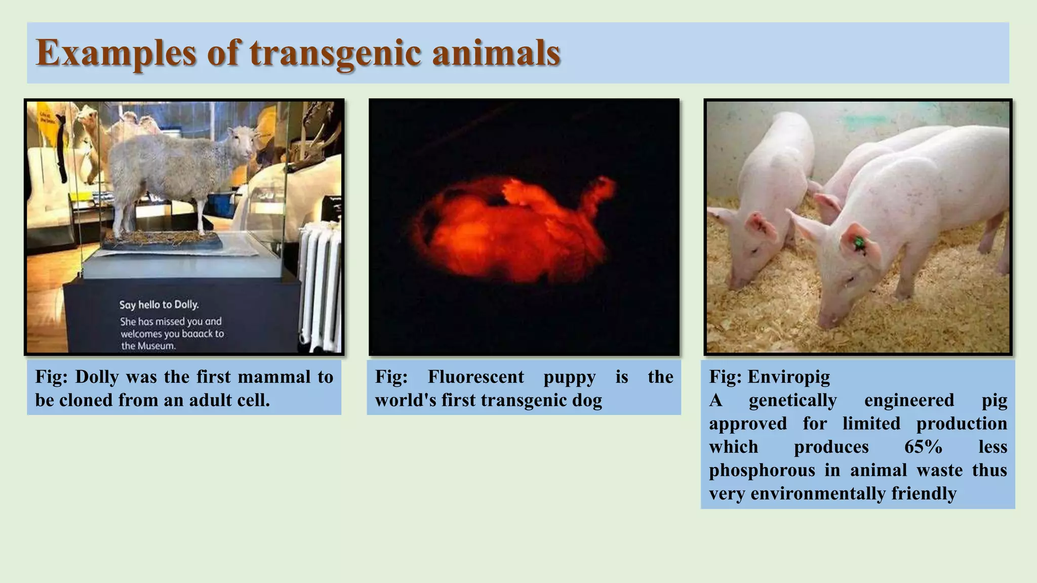 DNA Transfection in Animal tissue culture and its methods.pptx