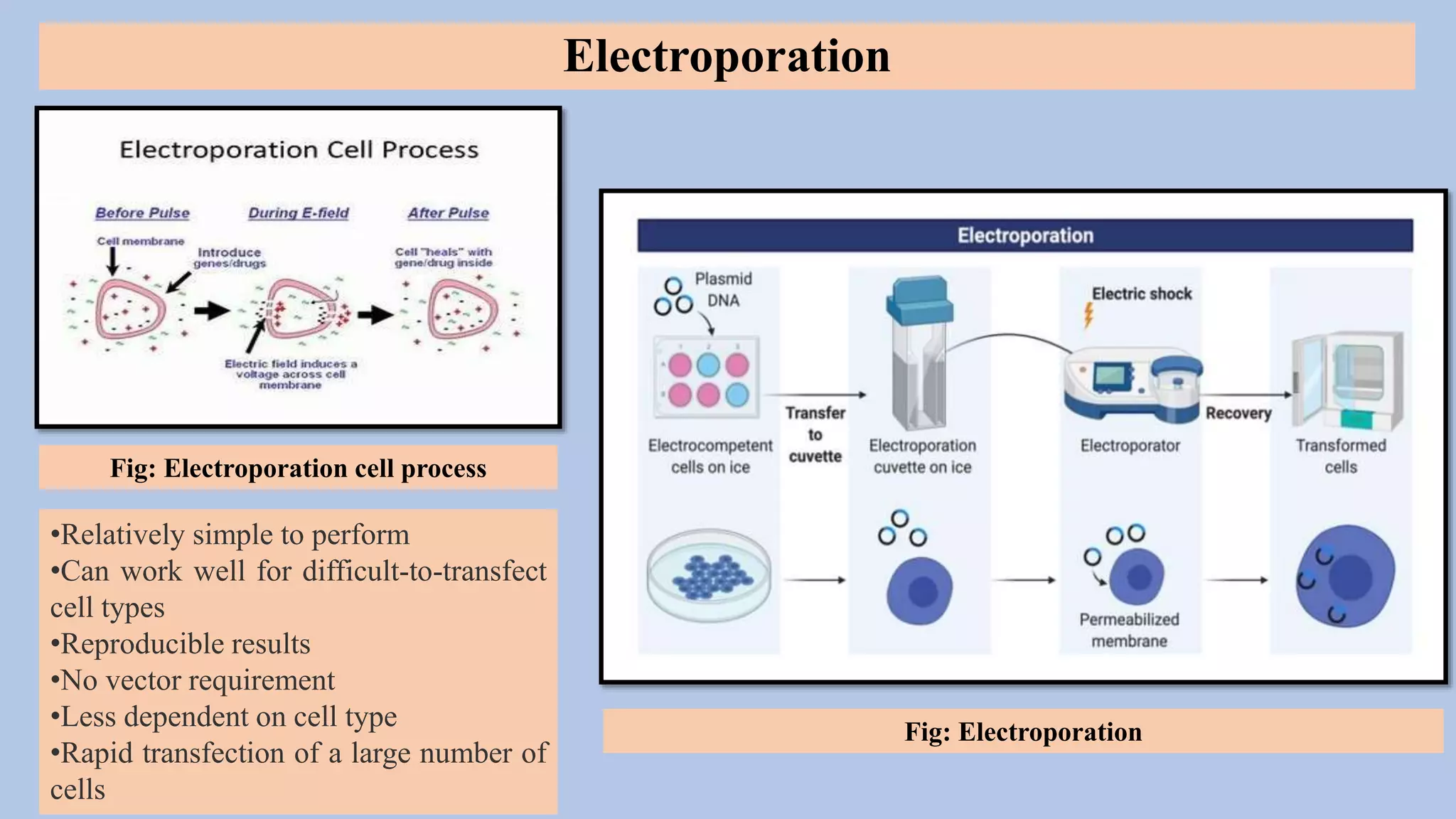 DNA Transfection in Animal tissue culture and its methods.pptx