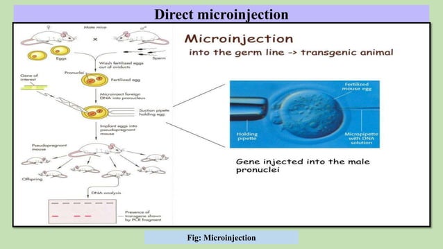 DNA Transfection in Animal tissue culture and its methods.pptx ...