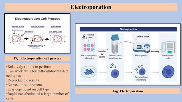 DNA Transfection in Animal tissue culture and its methods.pptx ...