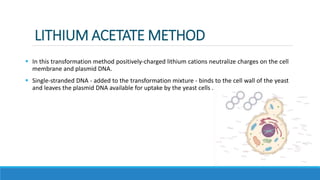 METHODS IN GENE TRANSFER TECHNIQUES | PDF