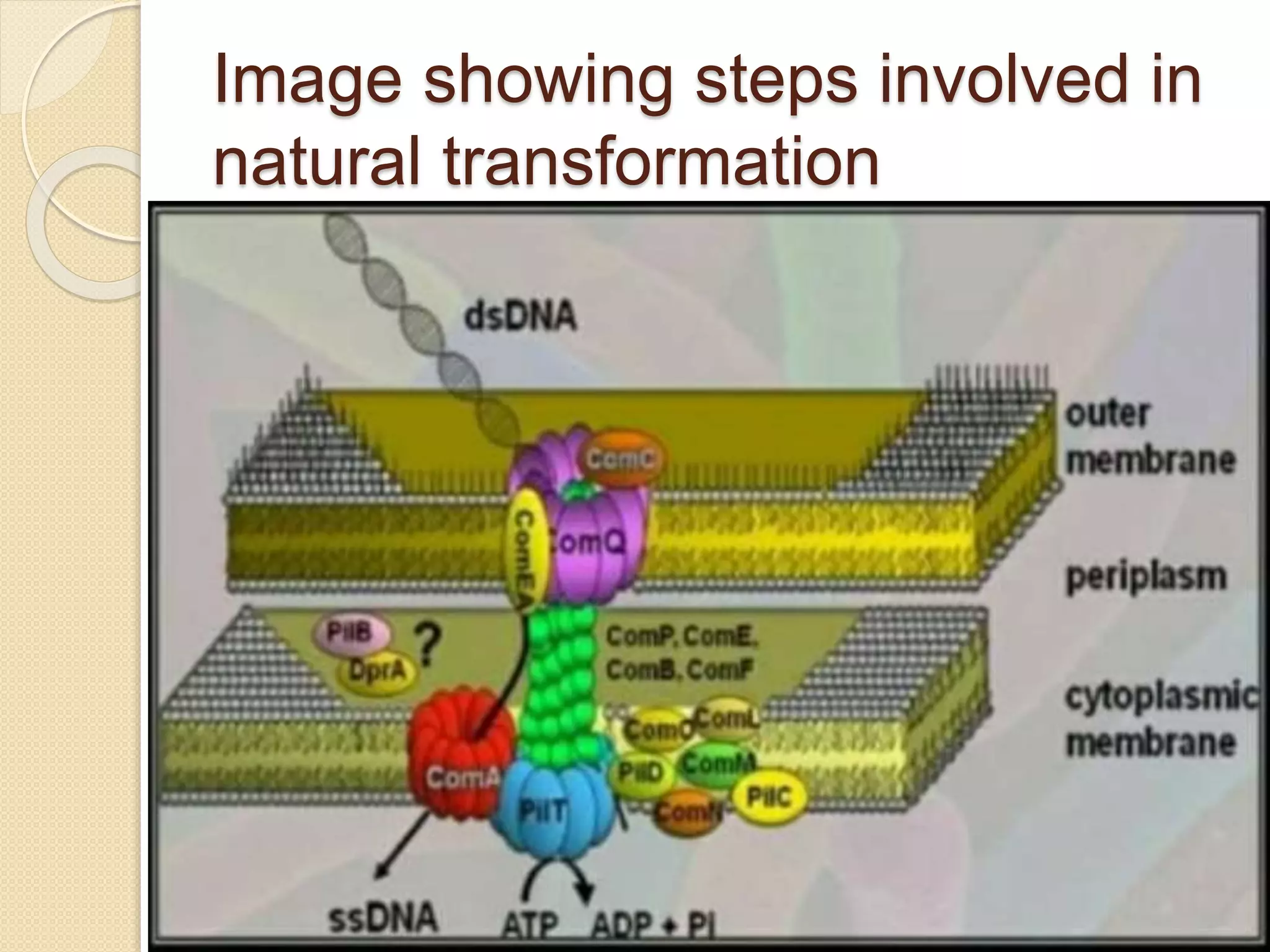 DNA TRANSFORMATION.pptx