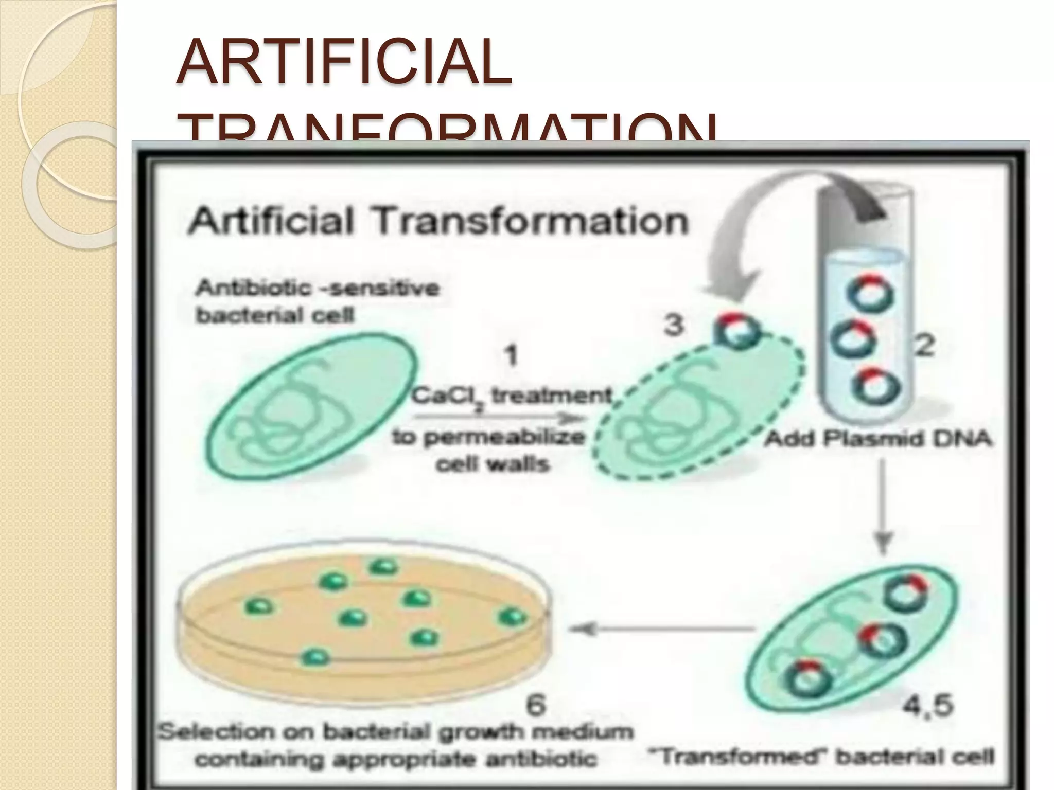 DNA TRANSFORMATION.pptx