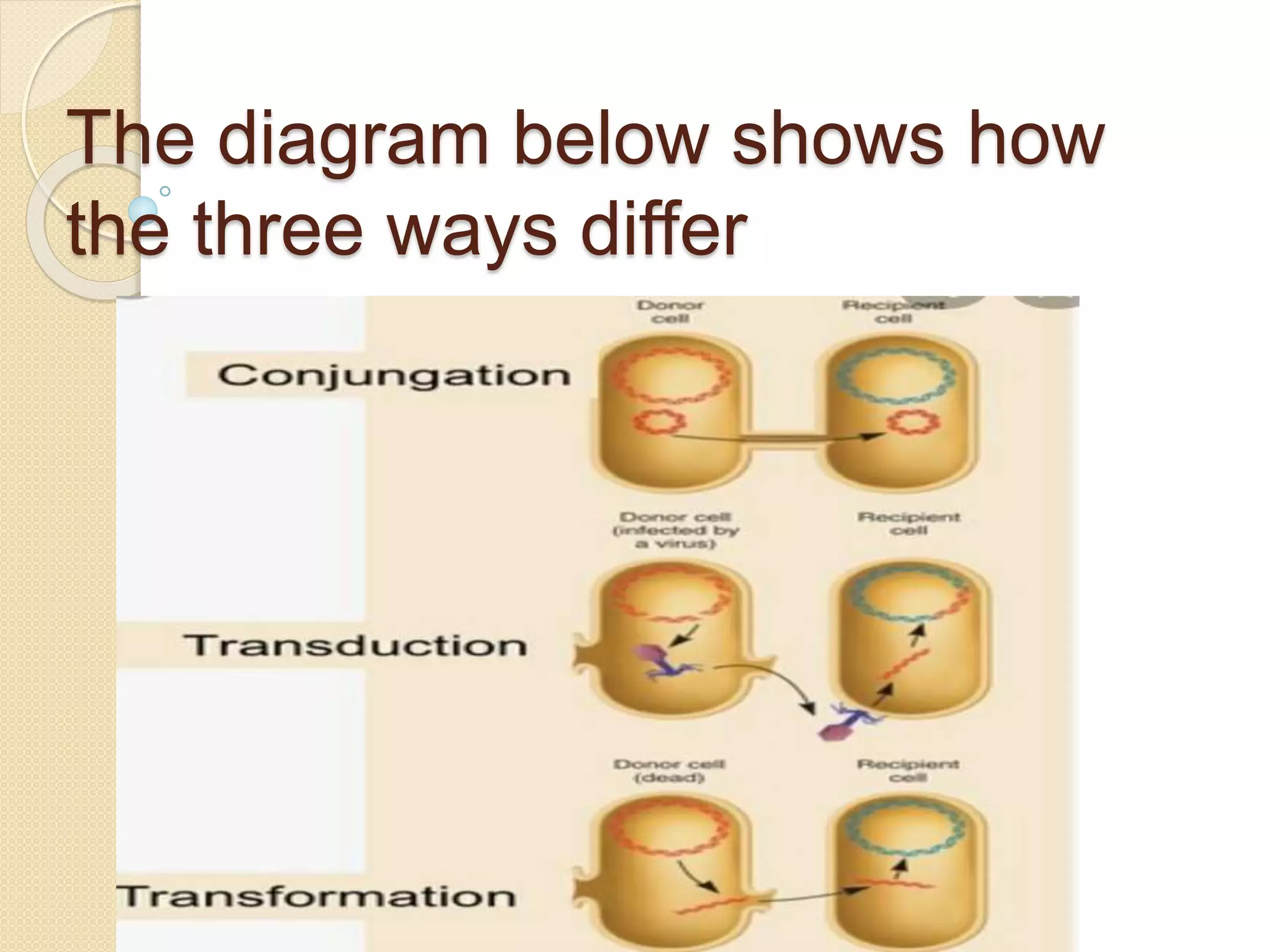 DNA TRANSFORMATION.pptx