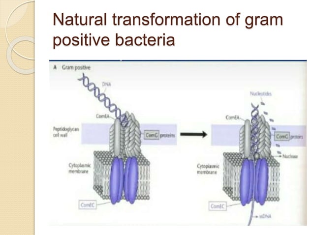 DNA TRANSFORMATION.pptx
