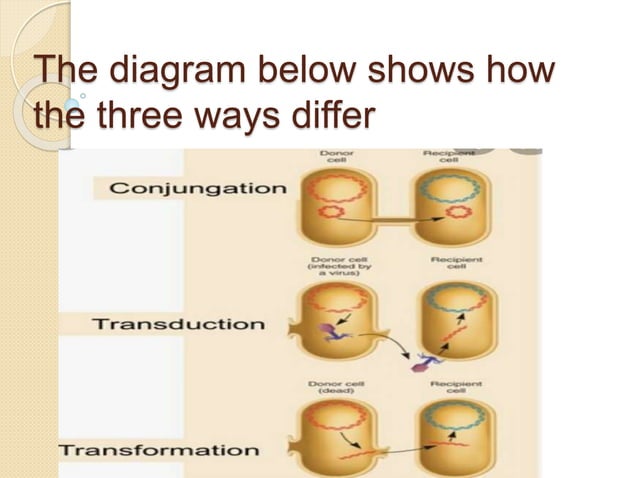 DNA TRANSFORMATION.pptx